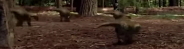 sauropod lets | Fandom