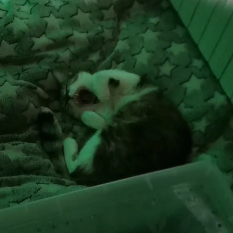 LF VORPALUS | Fandom