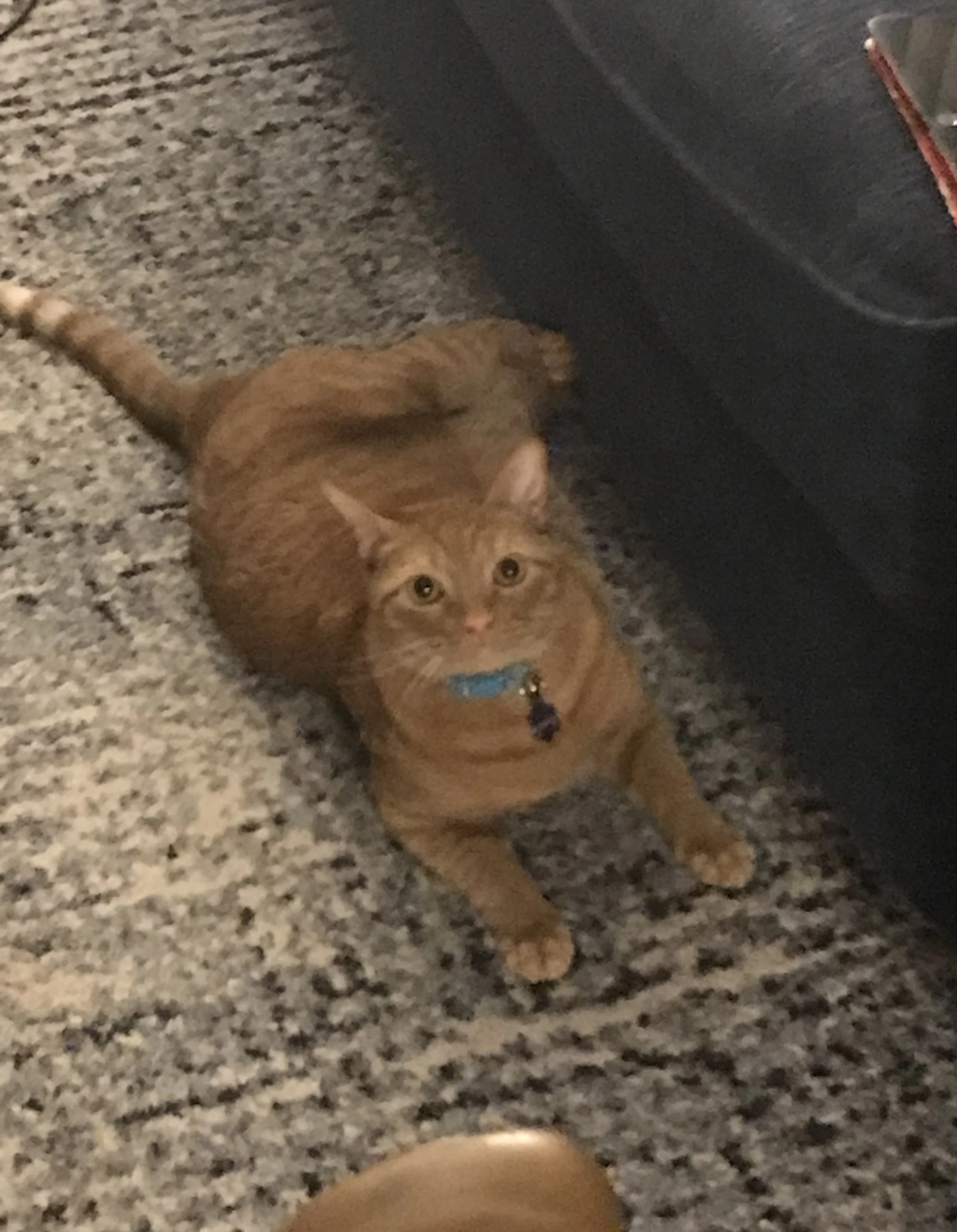 Daily Cat Image #304 | Fandom