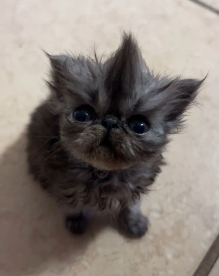 goober of the week: | Fandom