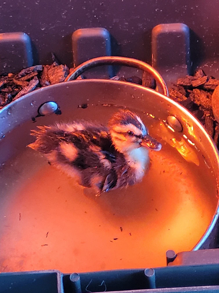 Duck deck dock april | Fandom