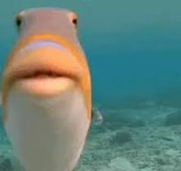 Should I chang my pfp to big lips fish | Fandom