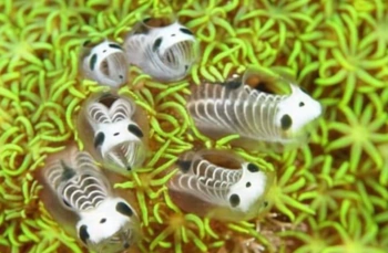 Skeleton panda sea squirts | Fandom