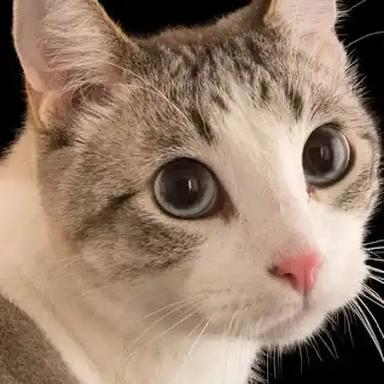 since im awake | Fandom