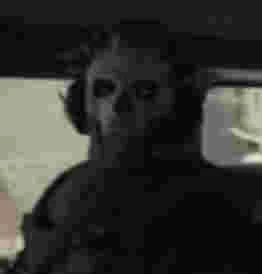 the silly ️💖💞💖 ️💖💞 | Fandom