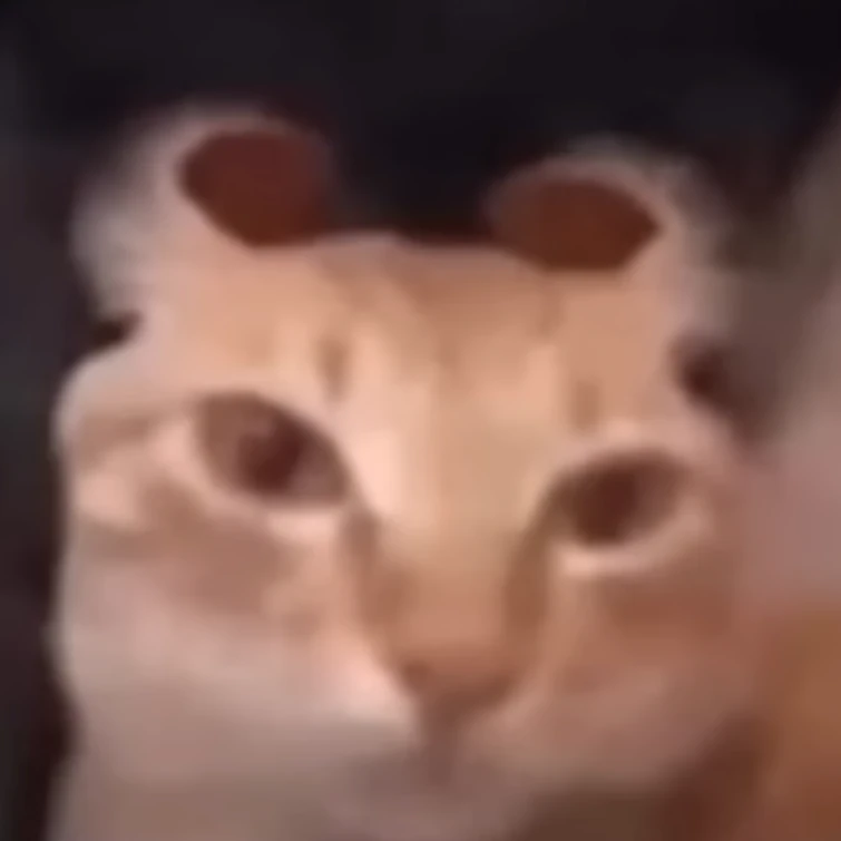 Discuss Everything About Silly Cat TV Series Wiki | Fandom