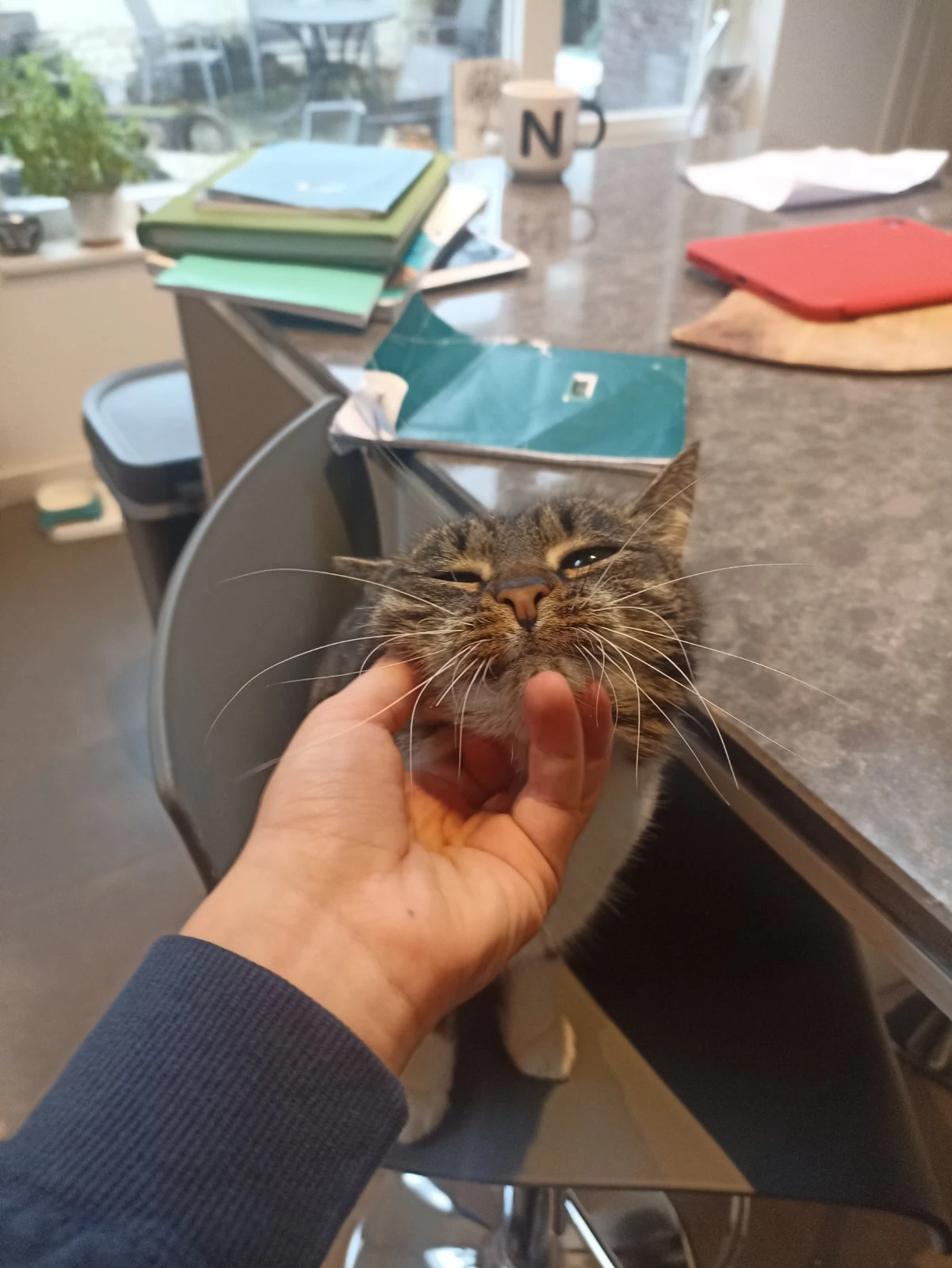 Daily Cat Image #658 | Fandom