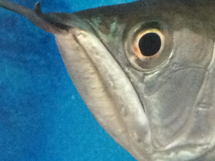 Gram wack attack | Fandom