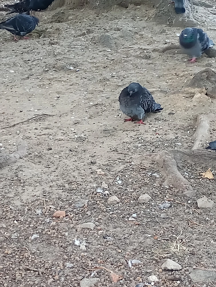 Pigeon pics :3 | Fandom