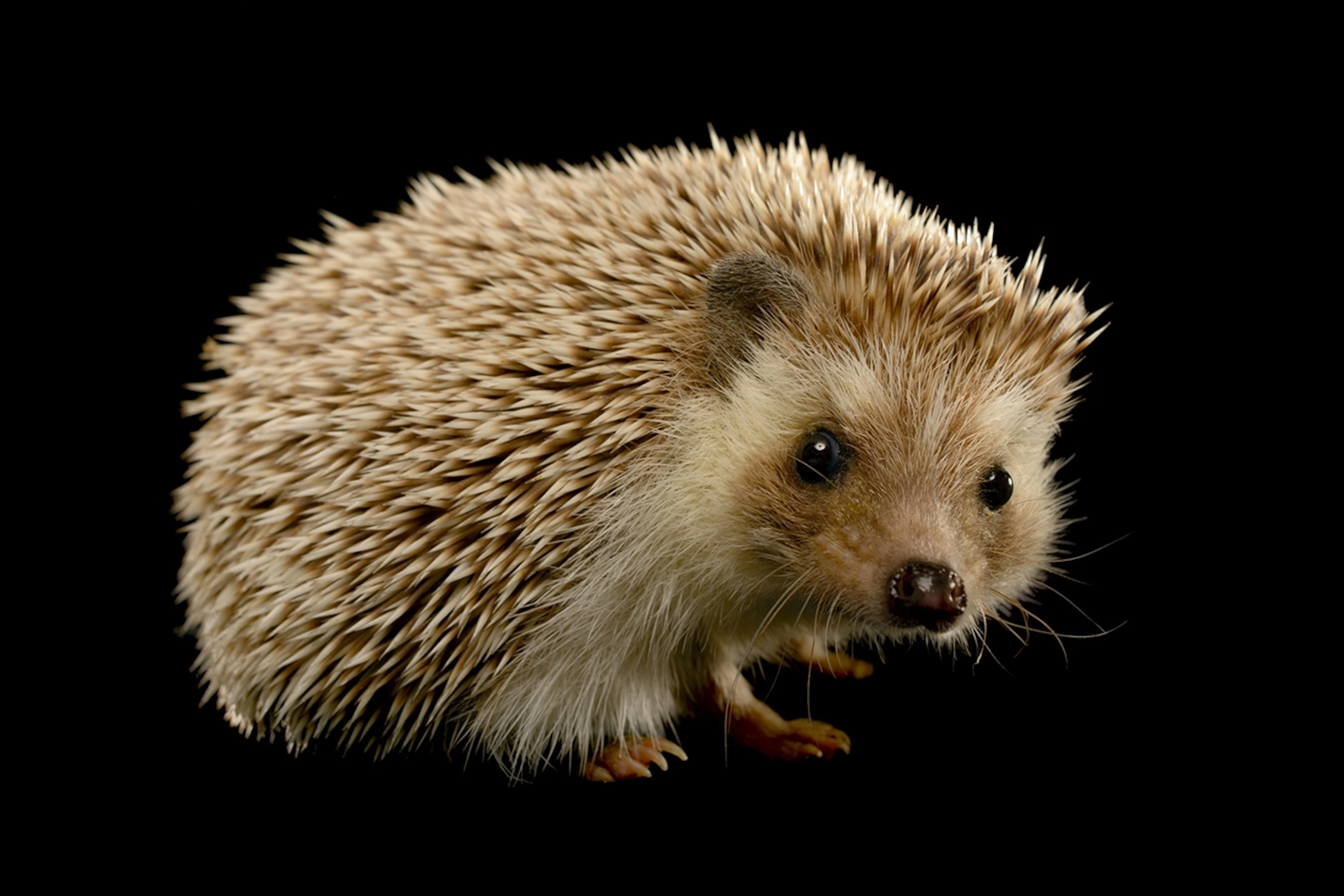 How many Sonic animals have you seen in real life? | Fandom