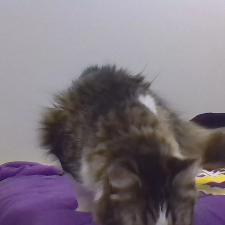 Should I send pictures of my cat Byleth? (Yes, like the Fire Emblem or ...