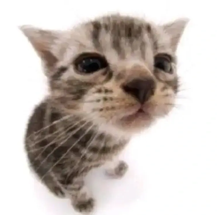 USE THIS CAT IN YOUR POSTS MORE OFTEN! LETS MAKE THE CAT POPULAR! /nf ...