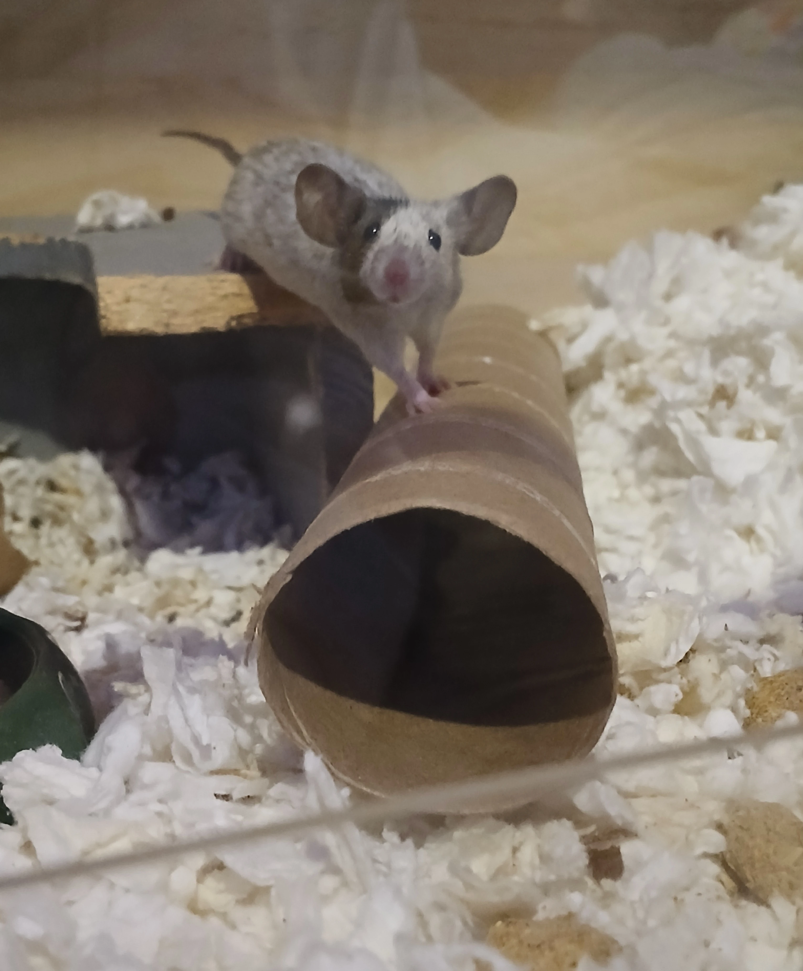 Mouse | Fandom