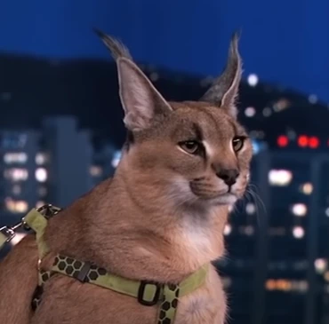 Best Floppa? Not based on pages. | Fandom