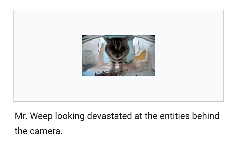 Street cat wiki gallery captions #1 | Fandom