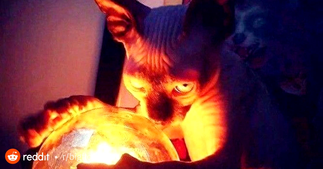 i think this should be the video of floppa friday | Fandom