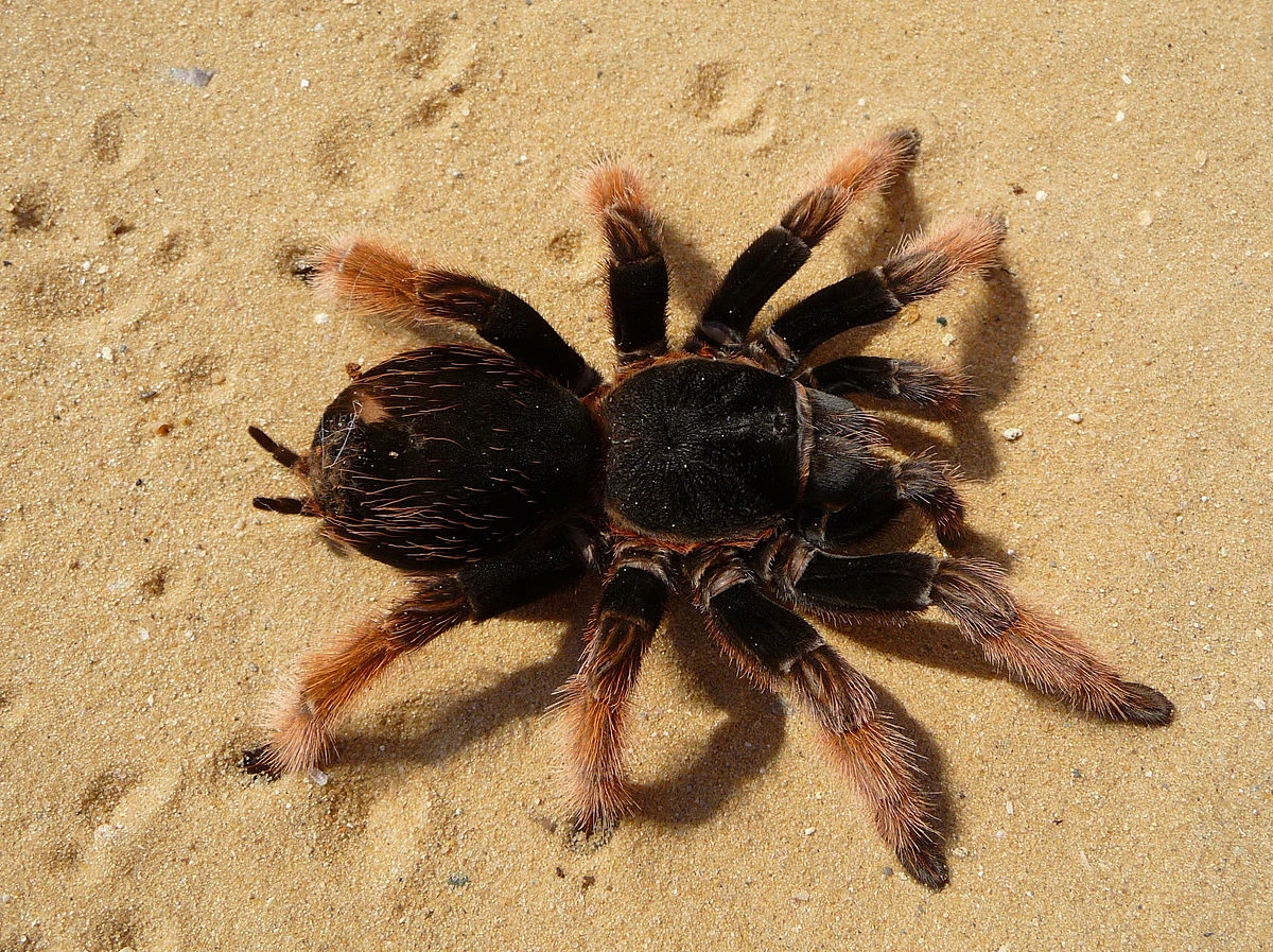 turantula | Fandom