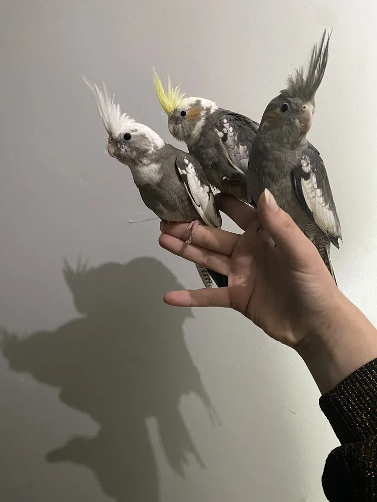Baby cockatiels | Fandom