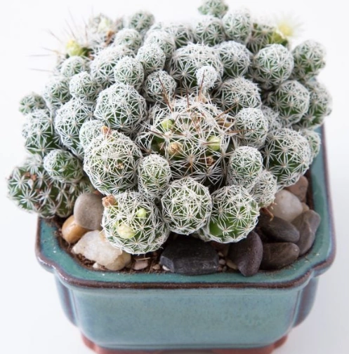 some awesome glaggle plants | Fandom