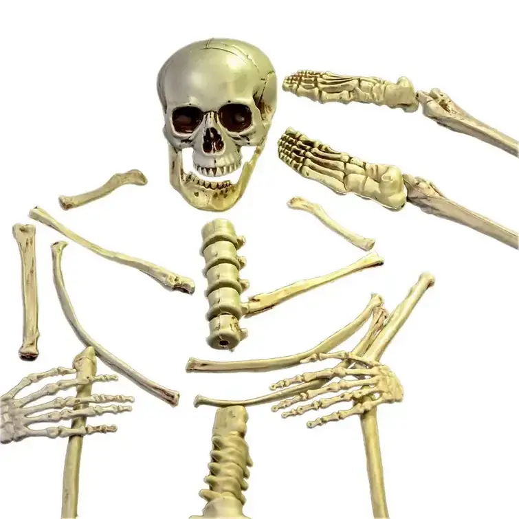 Skeleton | Fandom