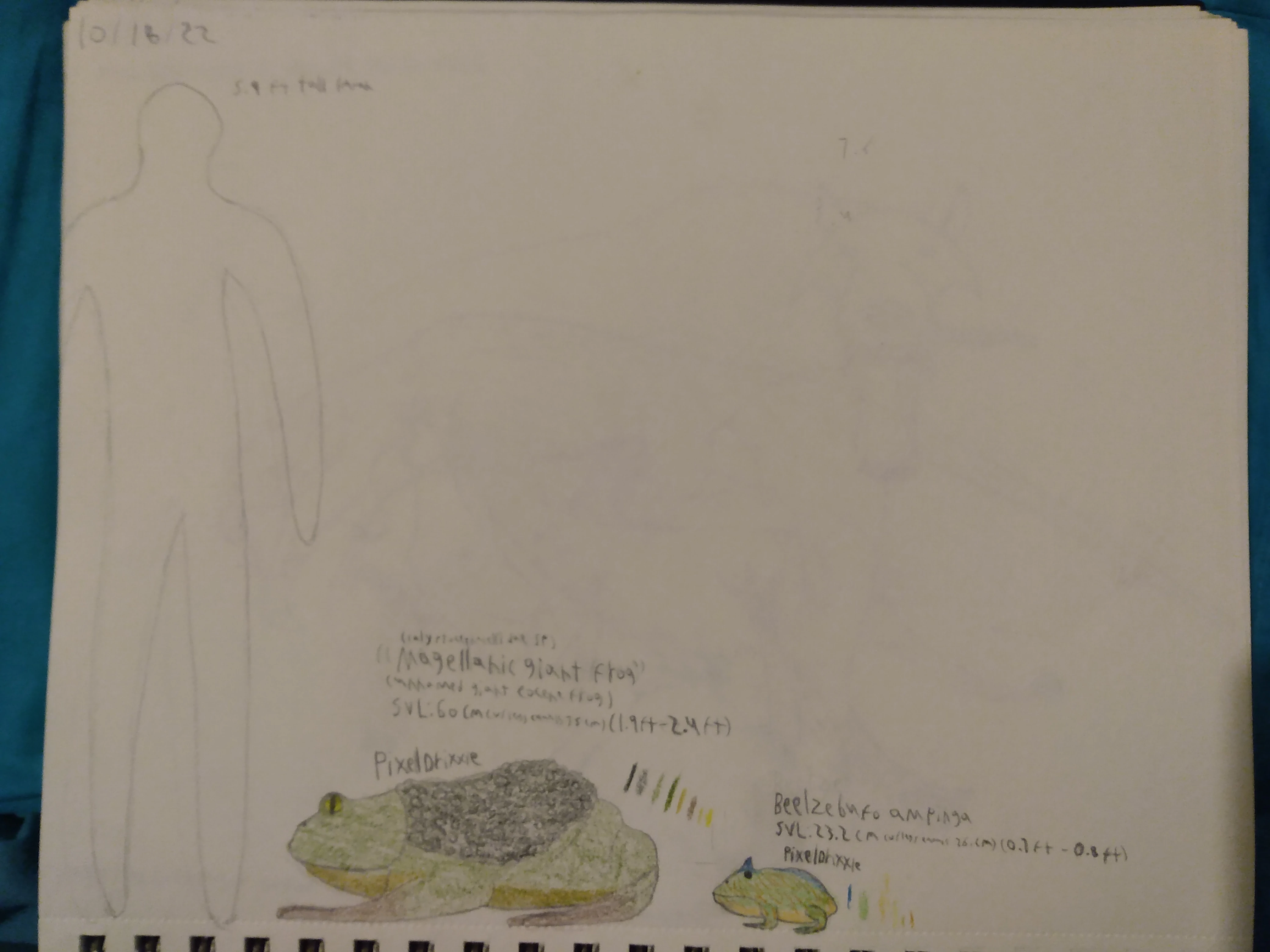 unnamed giant eocene frog and beelzebufo size comaprison | Fandom