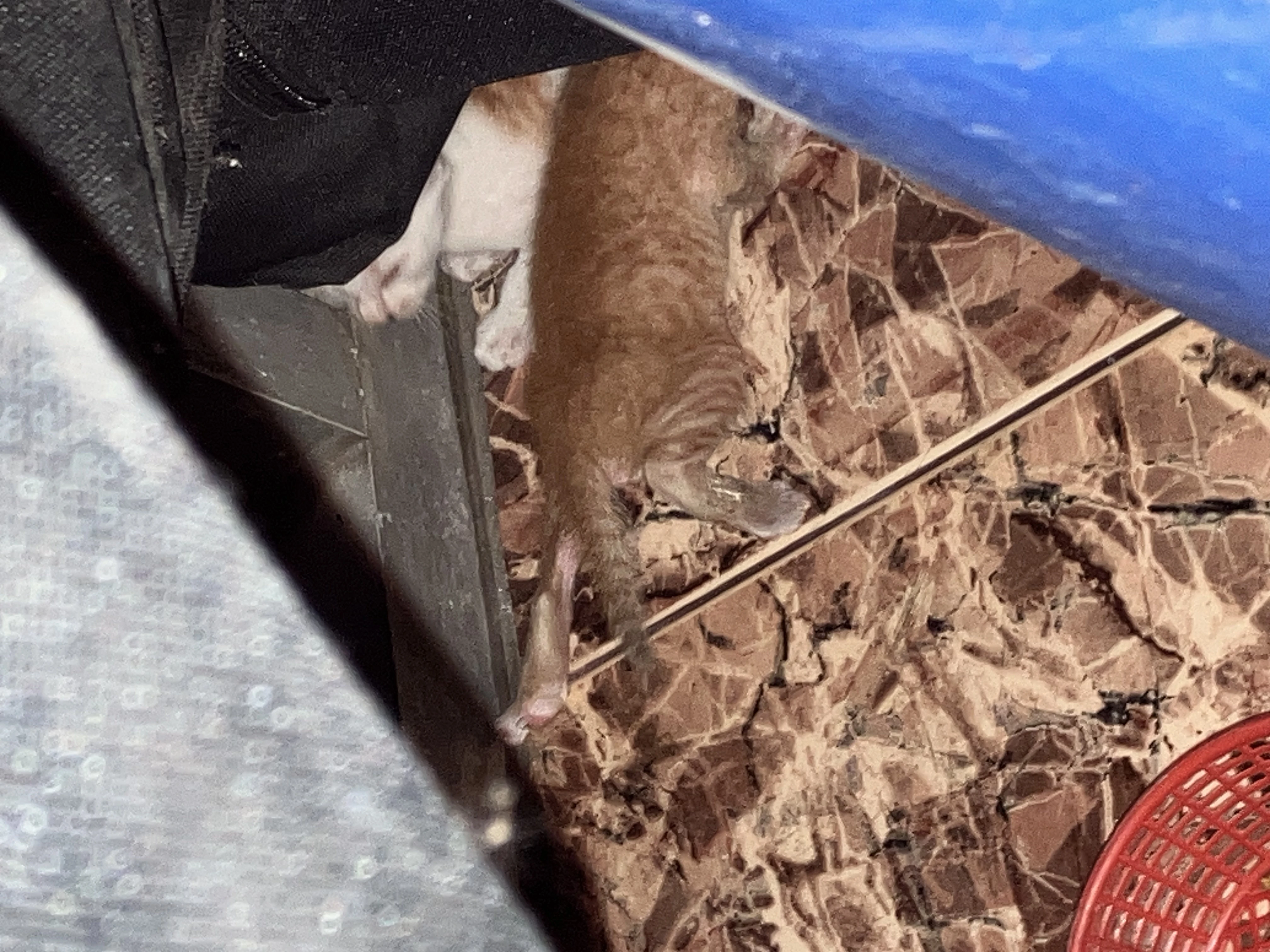Cute stray cat family log #1 | Fandom