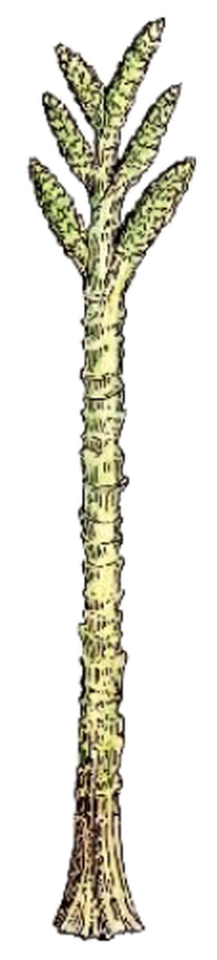 fun fact roleplay | Fandom