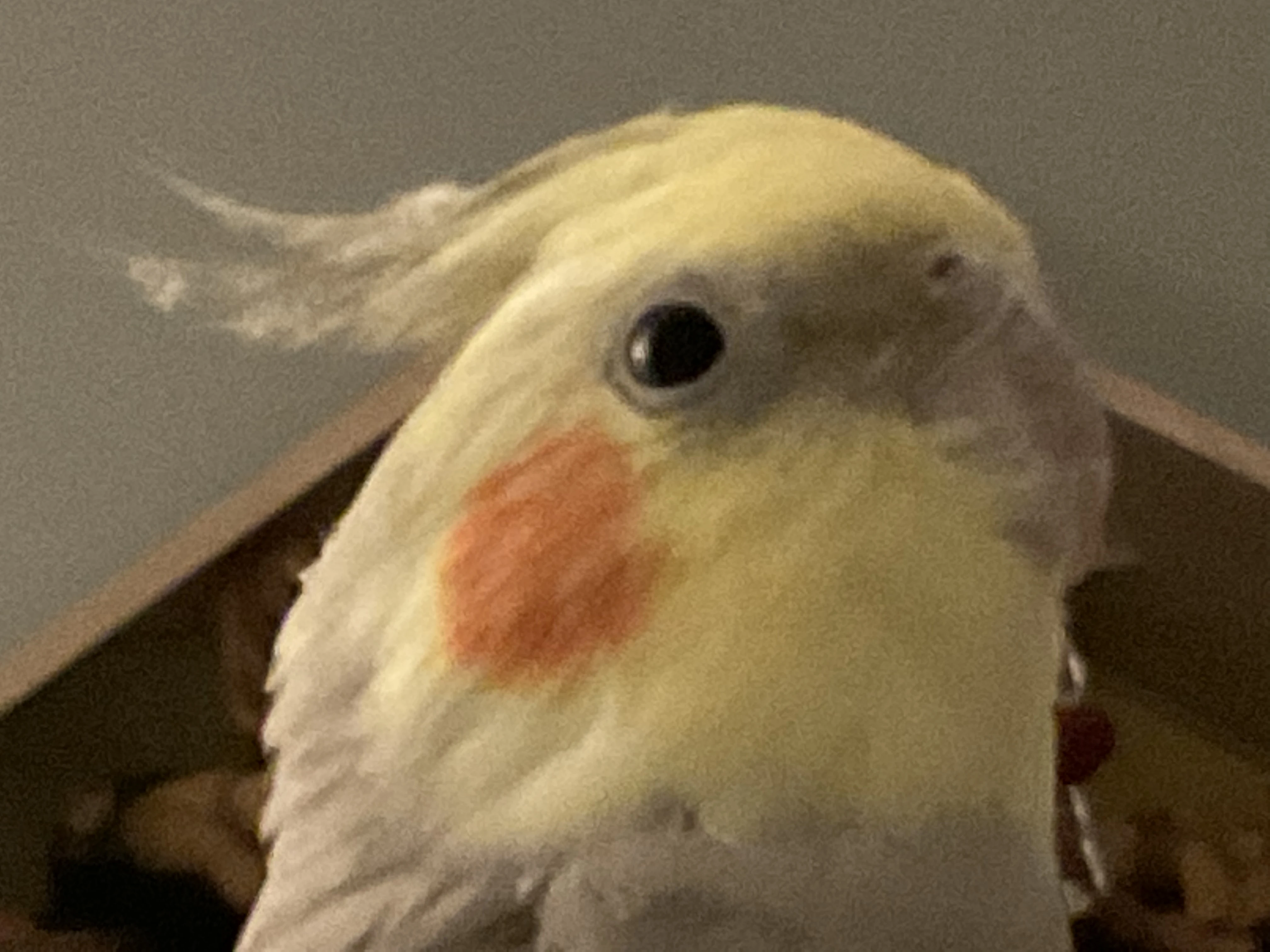 Guys listen up | Fandom