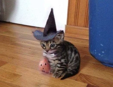 quick halloween OTA | Fandom