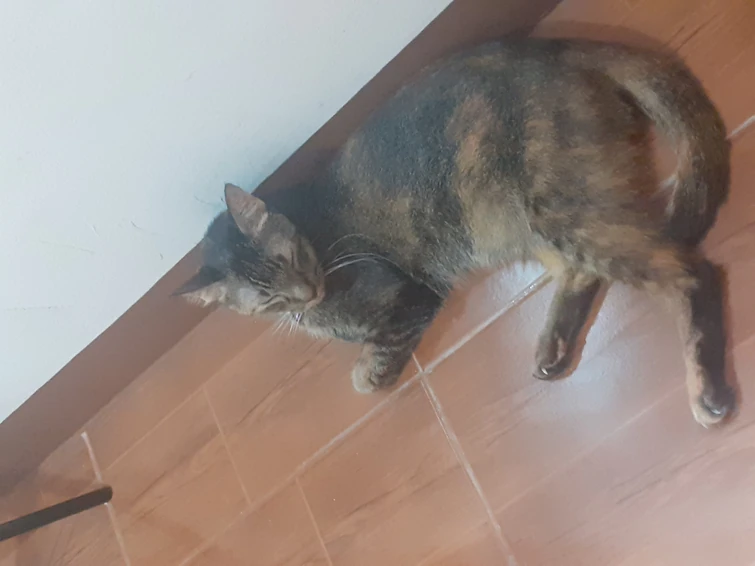 rate cat again | Fandom