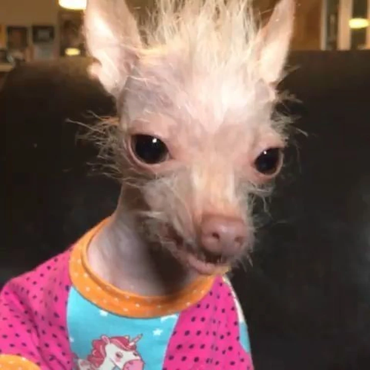 Candol meme. | Fandom