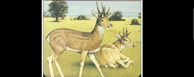 Skull Island Deer's relative | Fandom