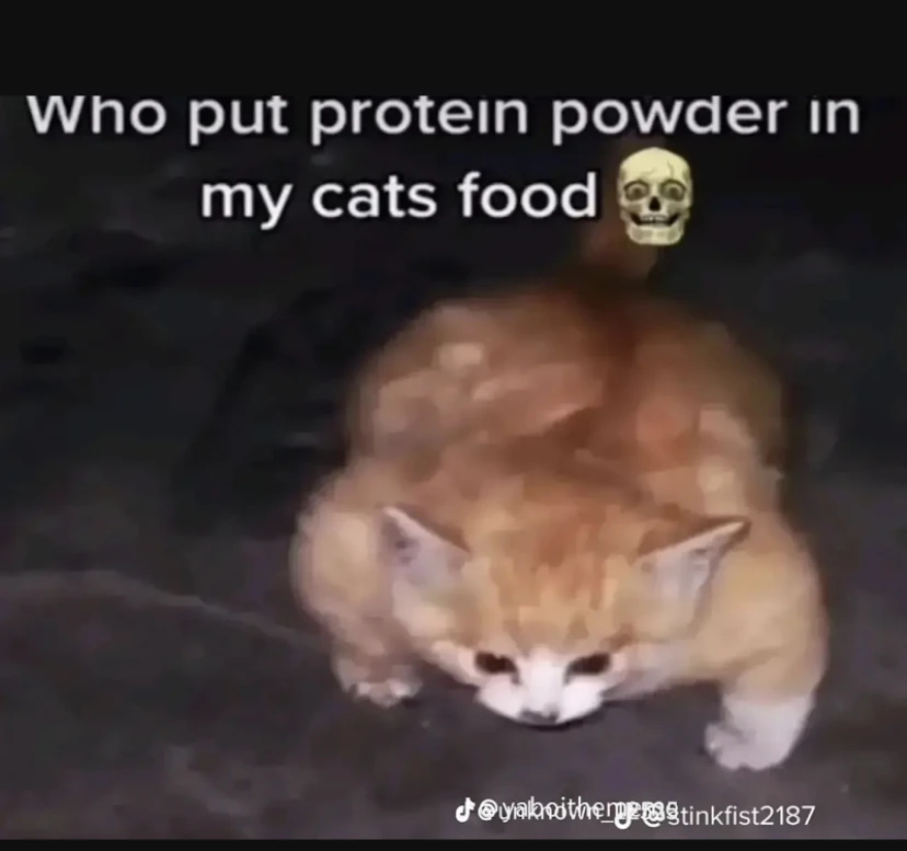 nah bruh once this cat sees you, you know it’s over | Fandom