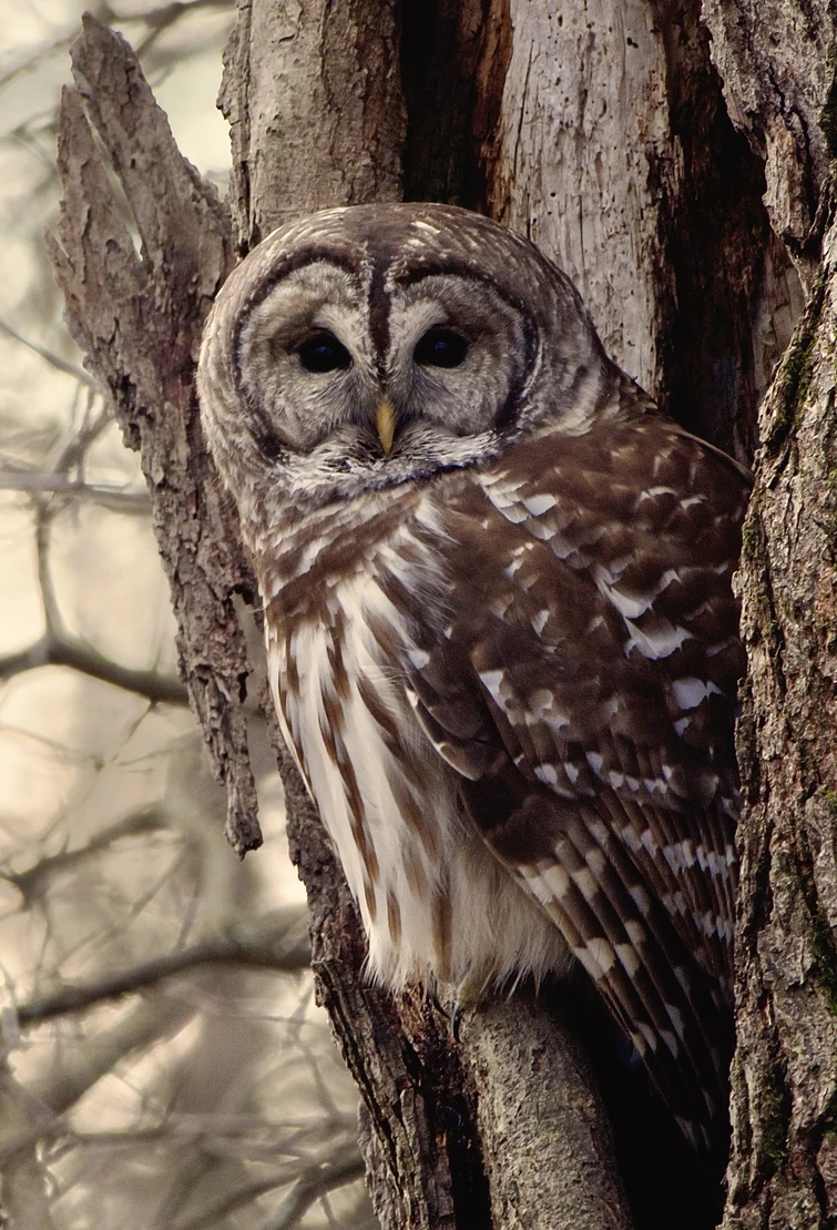 Discuss Everything About Trevor Henderson Wiki | Fandom