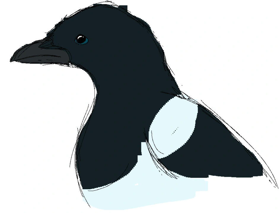 Bird of the Day! Day 2 - Magpie | Fandom