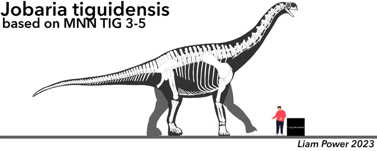 Jobaria tiguidensis skeletal | Fandom