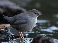 Dipper in real life | Fandom