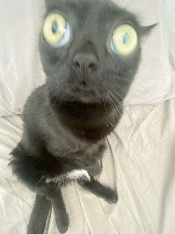 I love to post videos and images of this specific cat, idk why I just ...