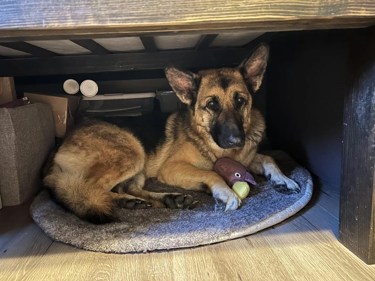 The dog is back after 6 months of inactivity | How has the backrooms ...