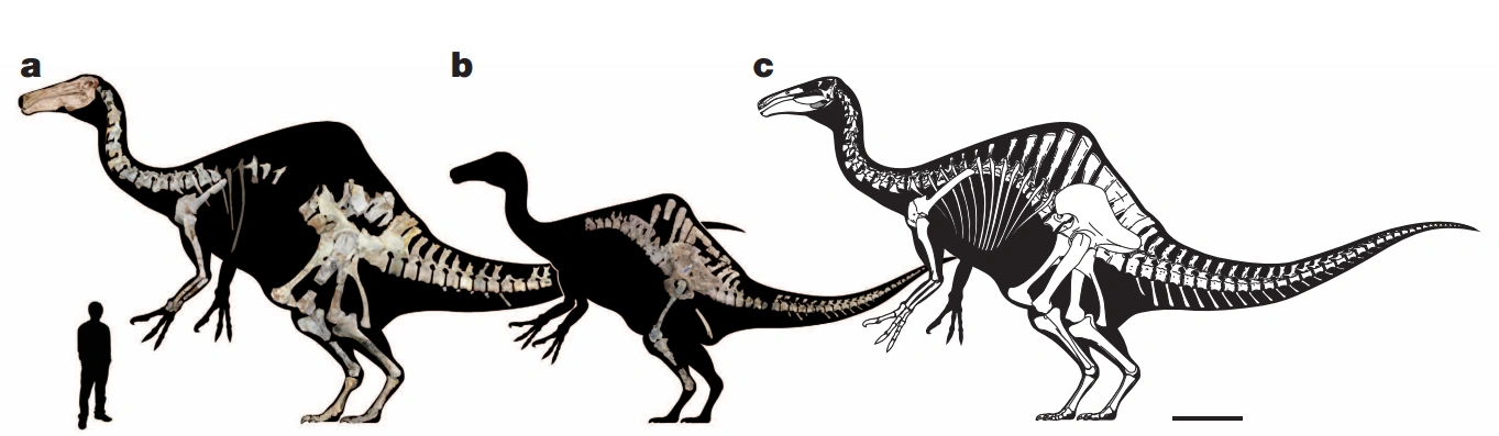 The deinocheirus fossils | Fandom