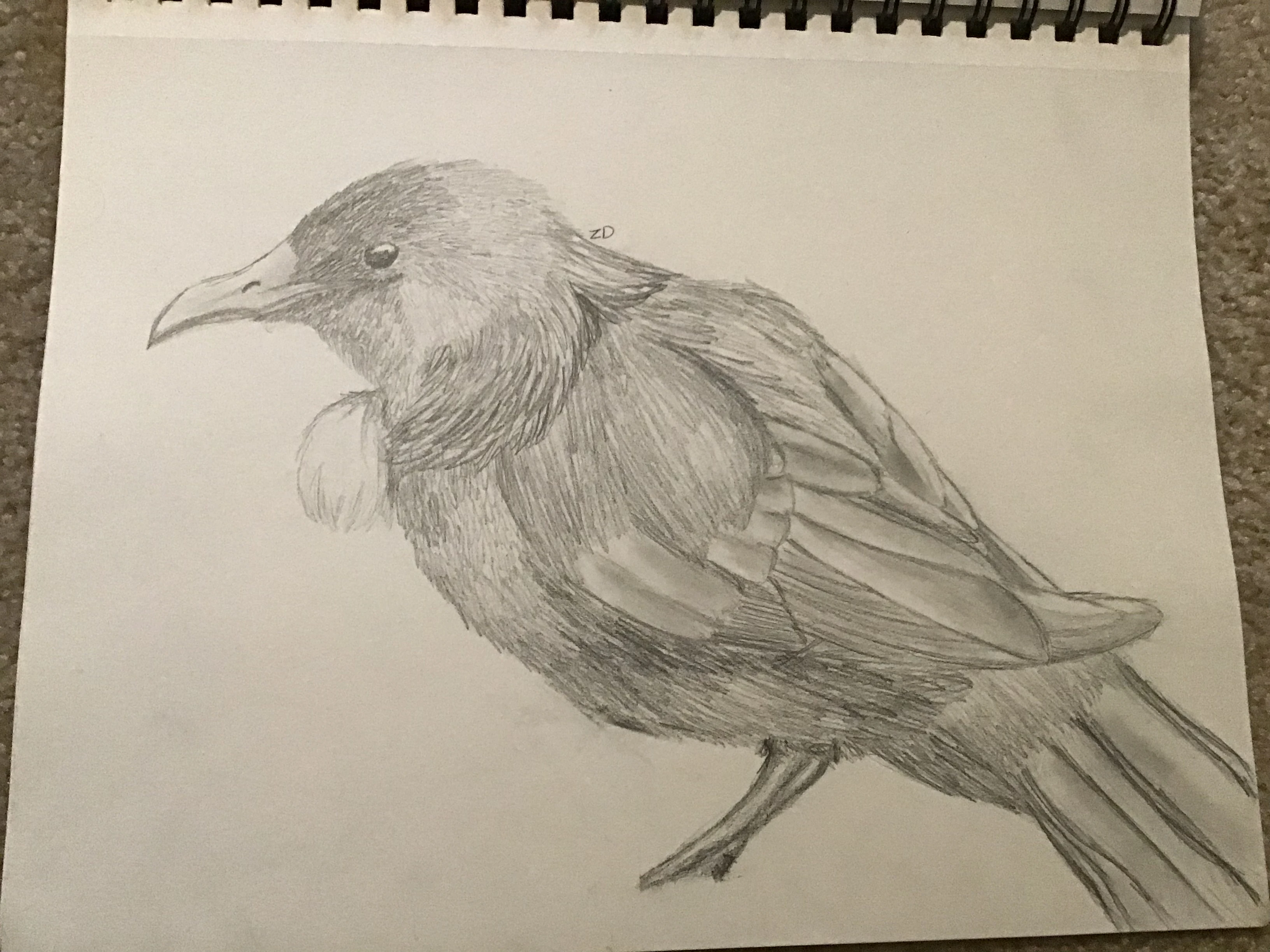 I tried to draw a realistic tūī (the bird) | Fandom