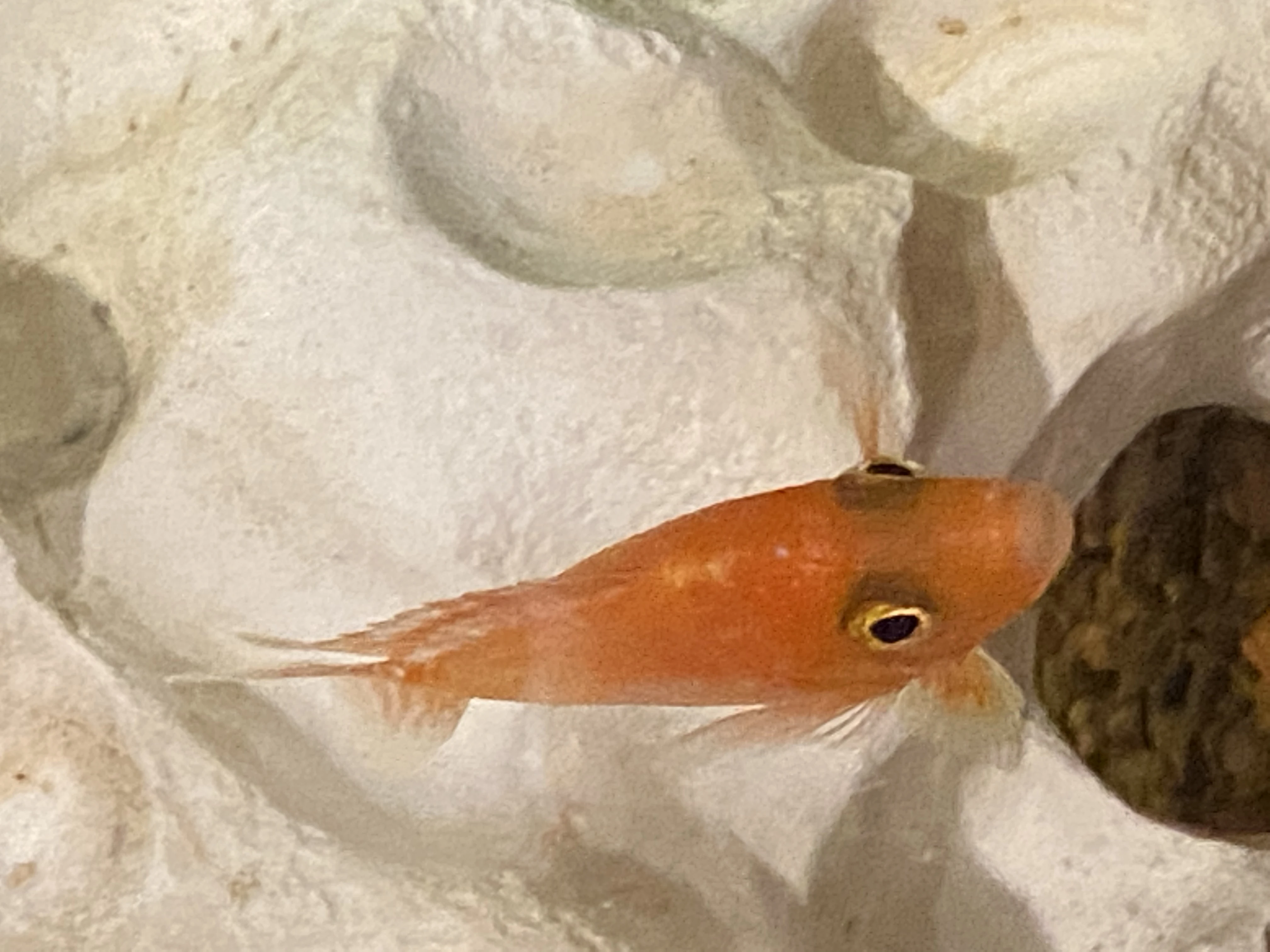 Should more aquatic creatures be added to cos? | Fandom