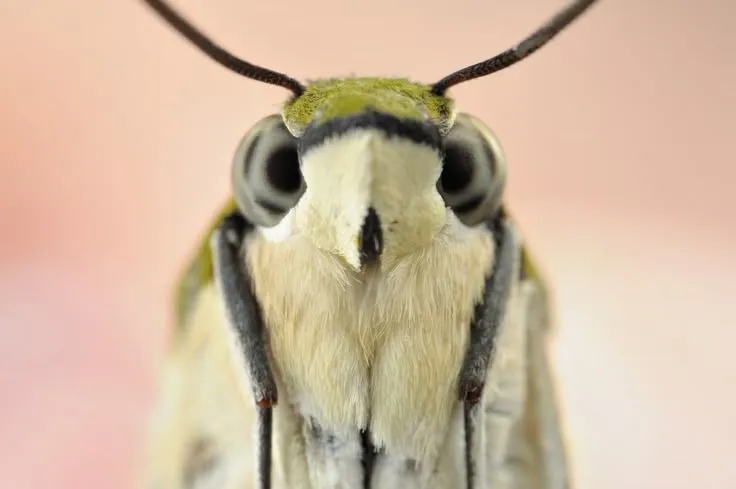 I have hired this bug to stare at you | Fandom