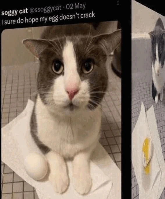 daily meme #231: egg | Fandom