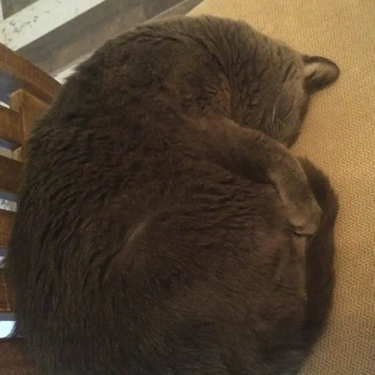 All posts by Number1GrimFoxyFan | Fandom