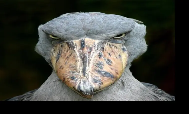 LE COPS HAVE FOUND ME | Fandom