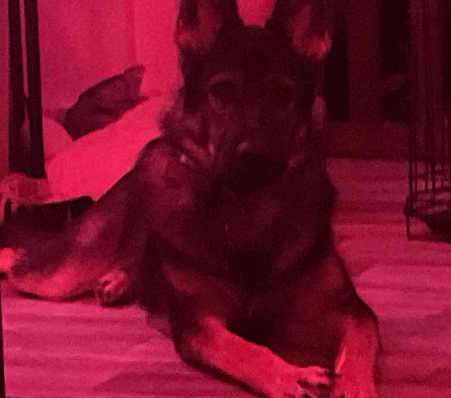 Distinguished Lady | Fandom