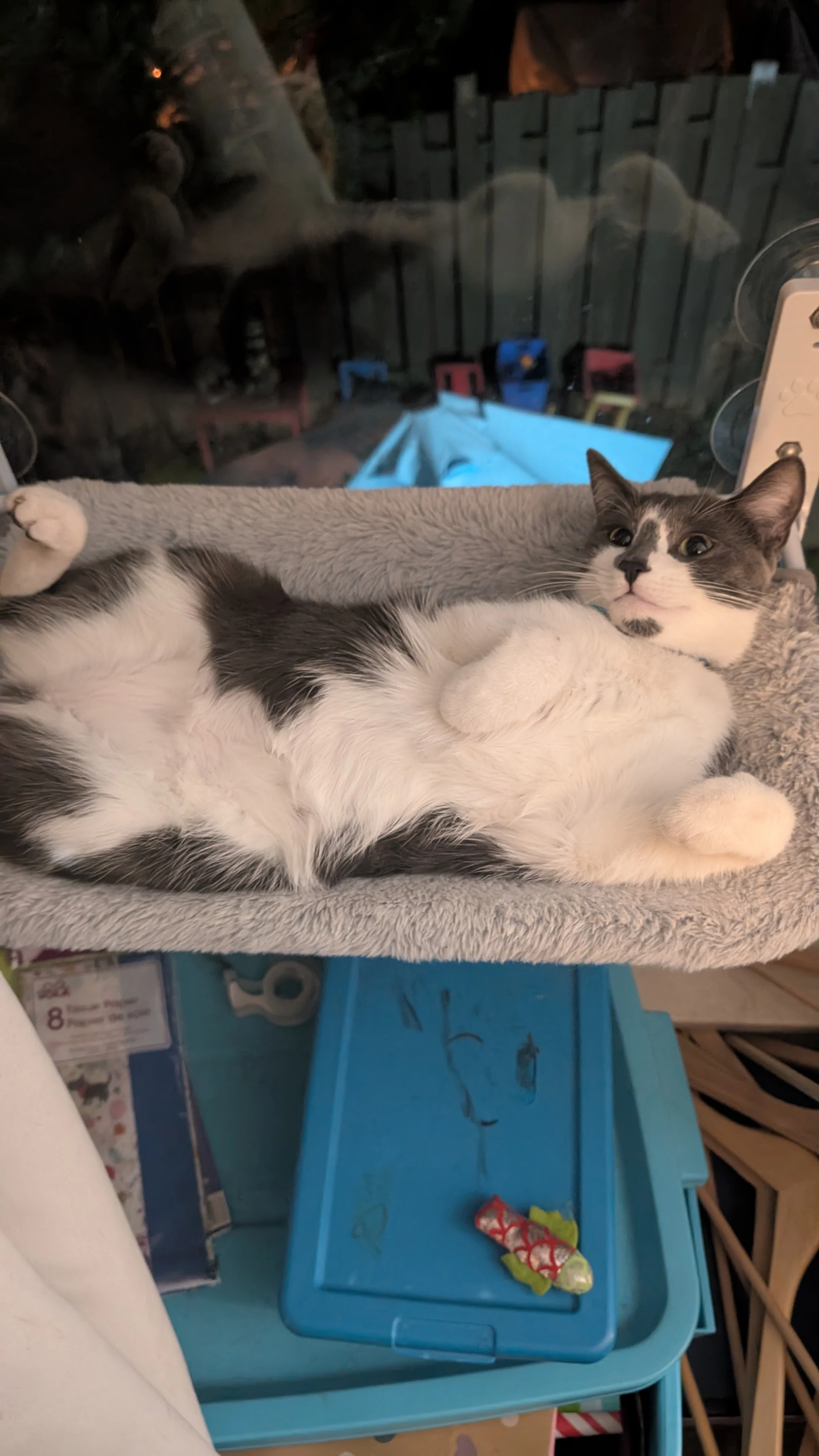 The Allie cat | Fandom
