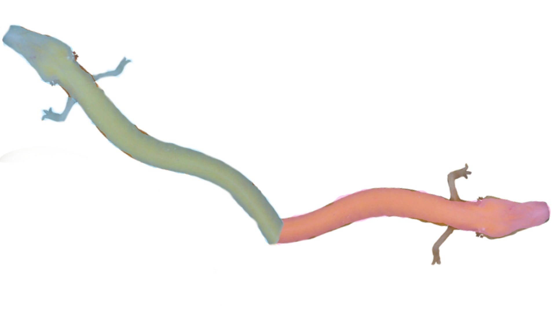 ok so the olms | Fandom