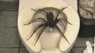 "I will live safely in my home!" the humble spider: | Fandom